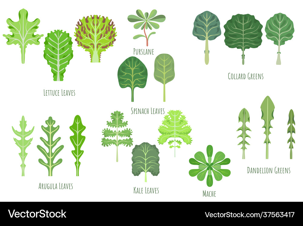Set with different green leaves isolated on white Vector Image