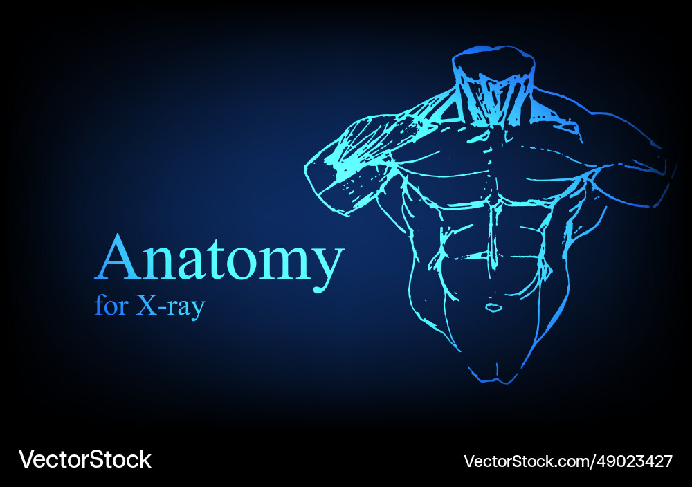 Human anatomy in front on x ray view Royalty Free Vector