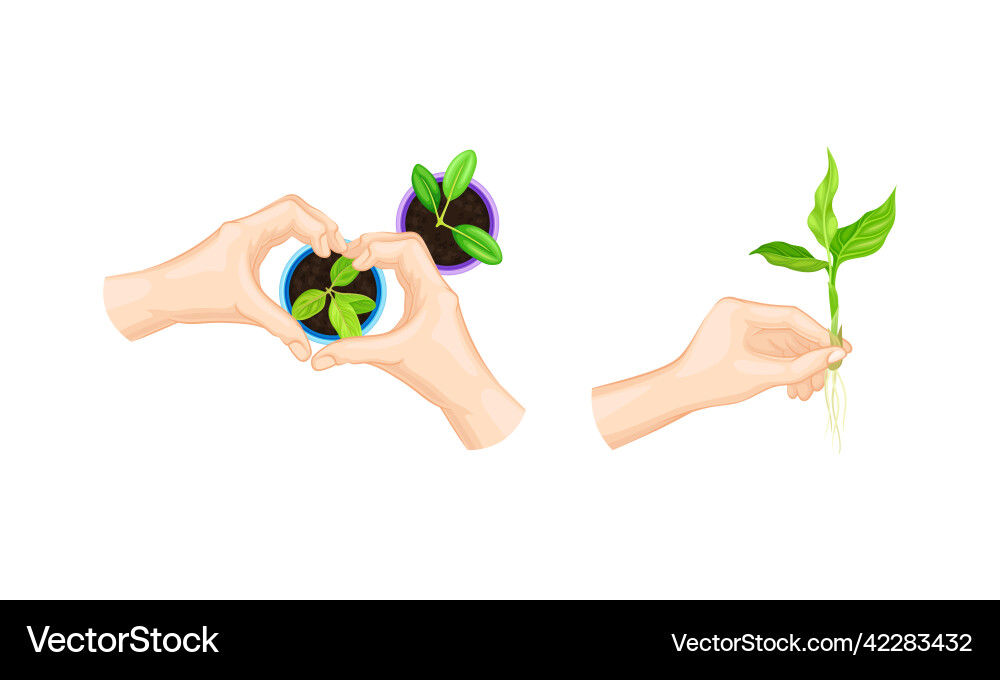Human hands planting green seedlings organic Vector Image