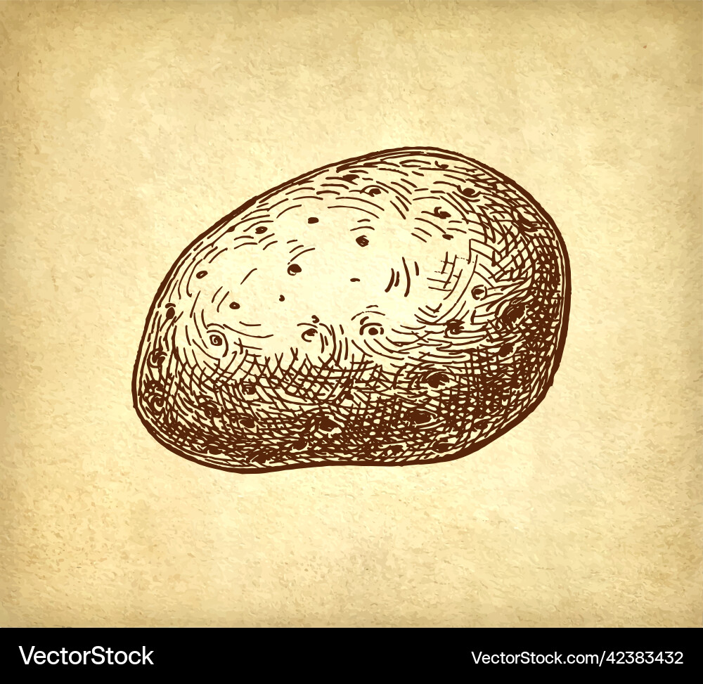 Ink sketch of potato Royalty Free Vector Image
