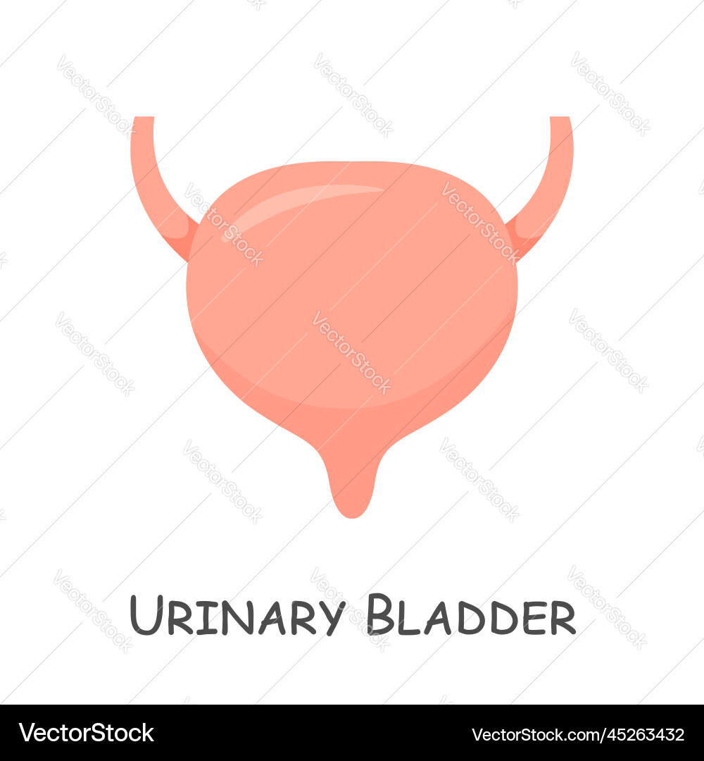 Urinary bladder of human cartoon design Royalty Free Vector