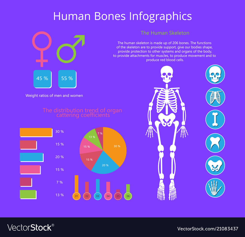 Human bones infographics colorful poster Vector Image