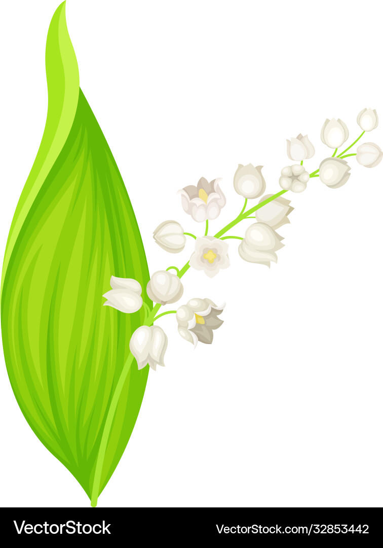 Lily valley with pendent bell-shaped white Vector Image