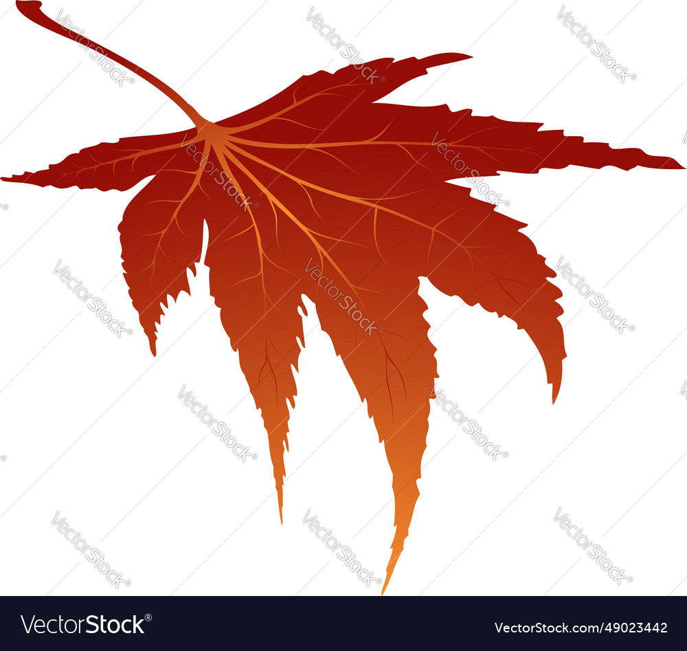 Maple autumn leaf Royalty Free Vector Image - VectorStock
