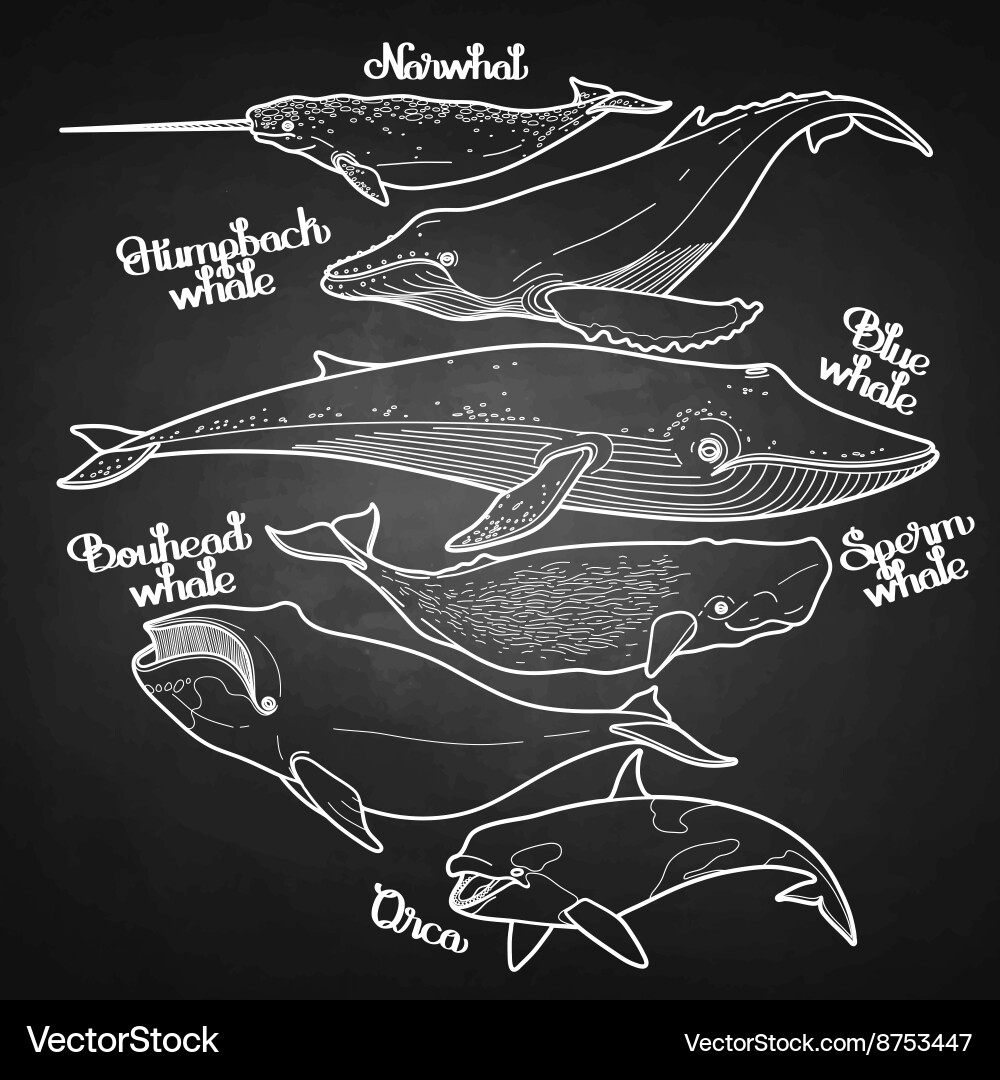 Collection of graphic whales Royalty Free Vector Image
