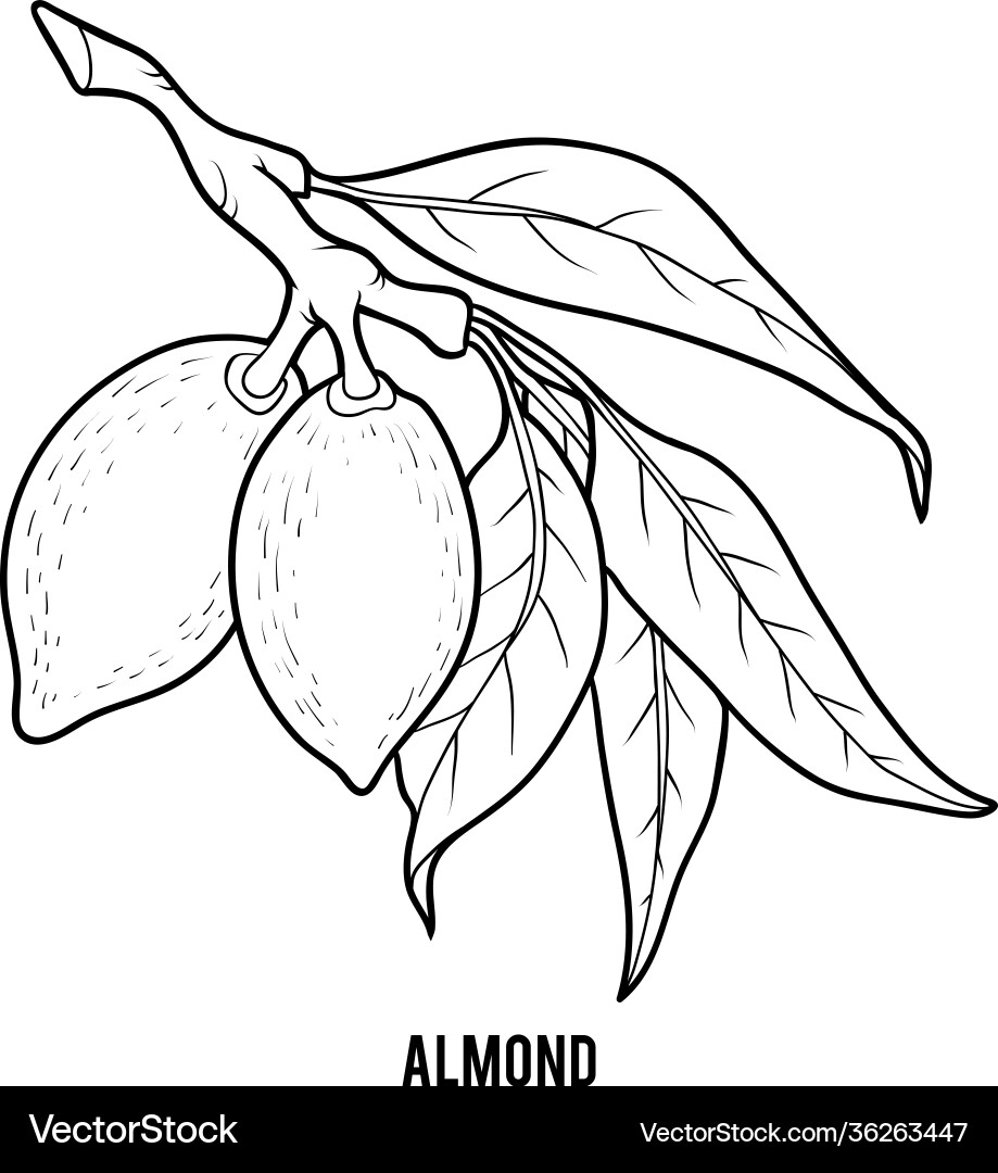 Almond Coloring Page