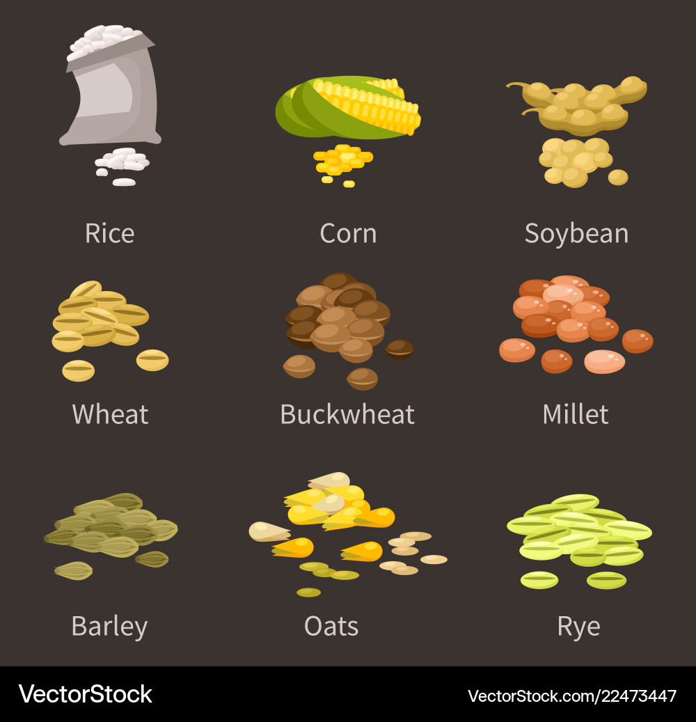 Ereals and legumes various agricultural types Vector Image