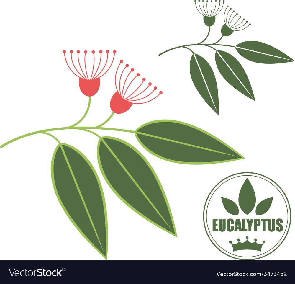 Eucalyptus Royalty Free Vector Image - VectorStock