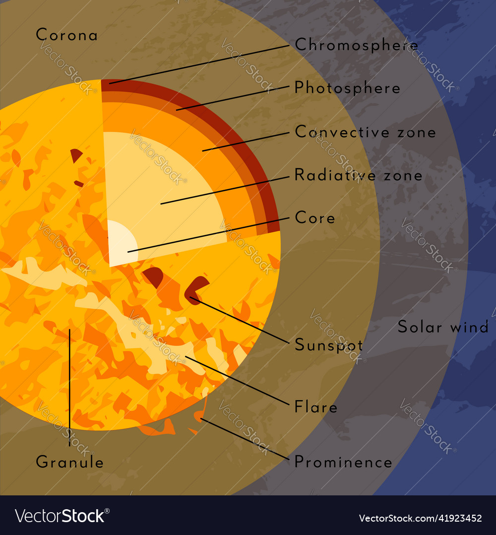 Sun internal structure solar model star diagram Vector Image
