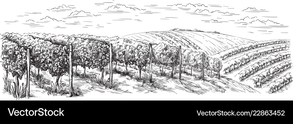 Vine plantation hills trees clouds on the Vector Image