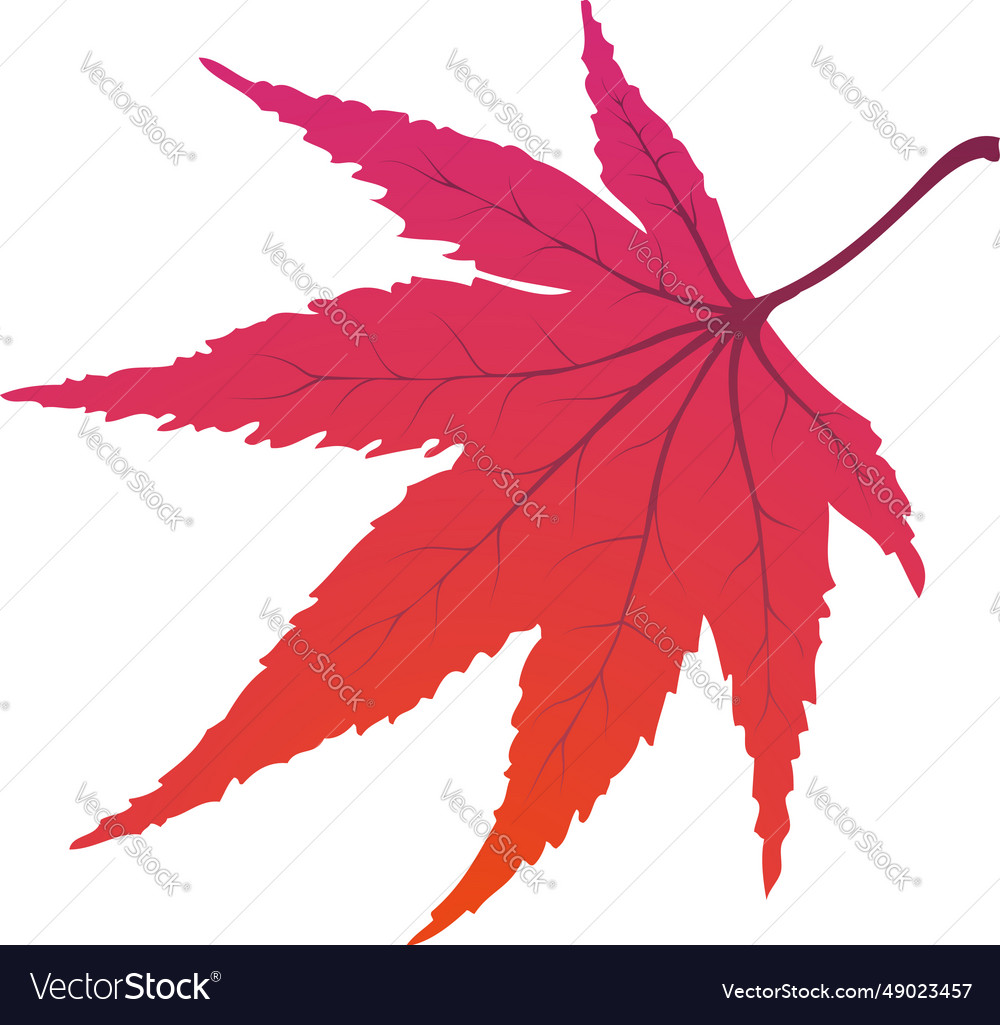 Maple autumn leaf Royalty Free Vector Image - VectorStock