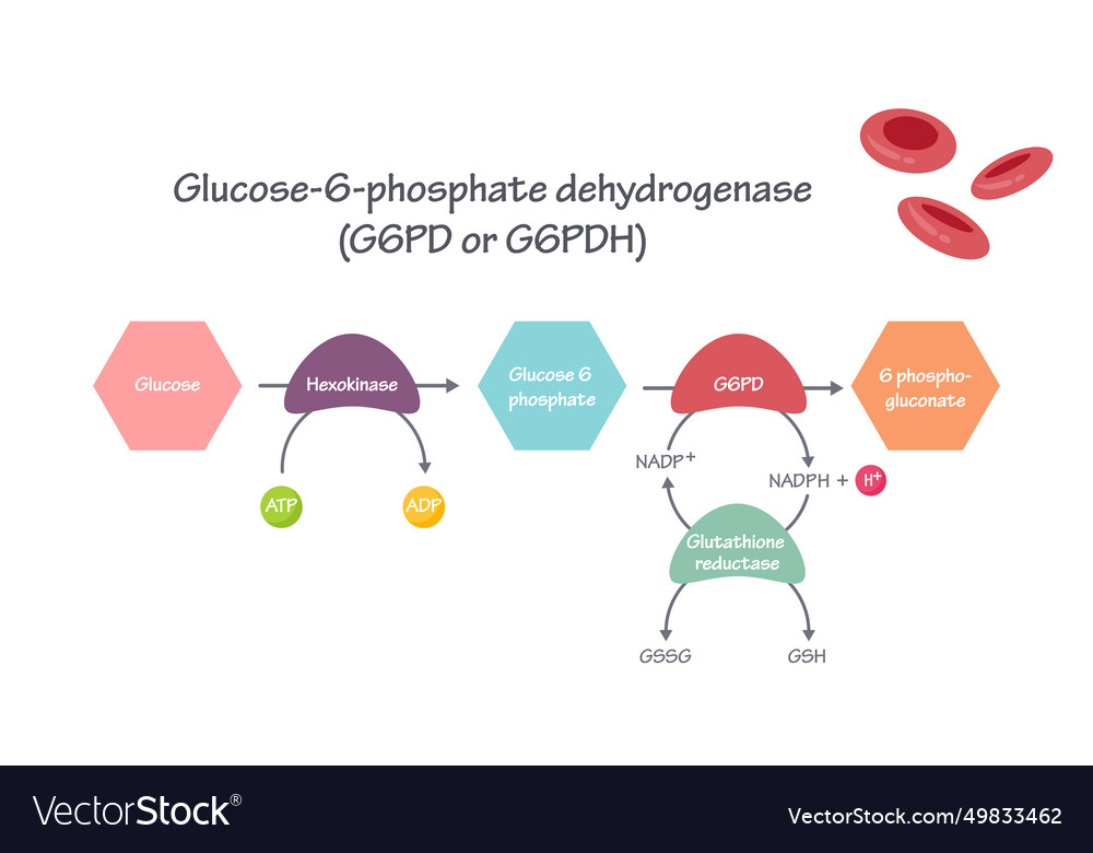 G6pd glucose-6-phosphate dehydrogenase pathway Vector Image