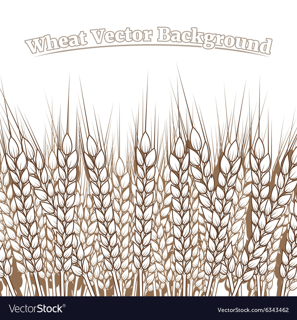 Wheat background Royalty Free Vector Image - VectorStock