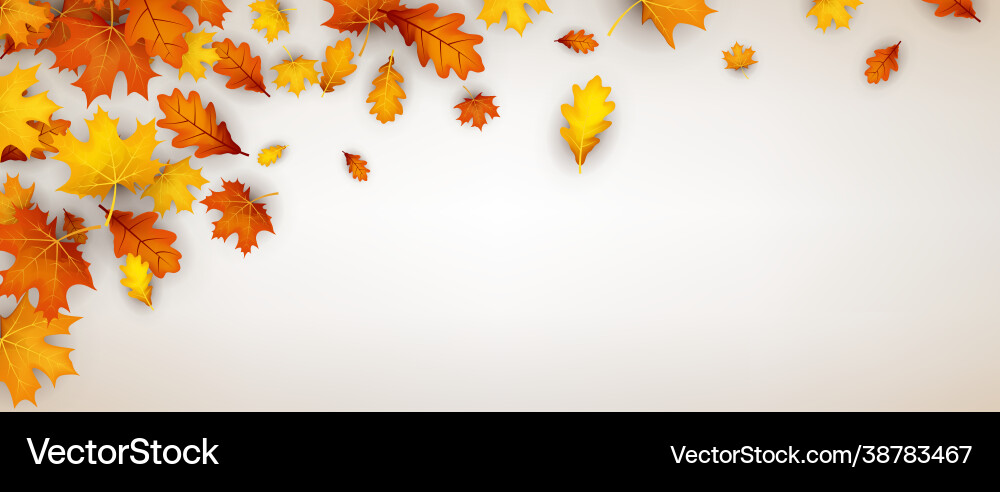 Autumn red oak and maple leaves Royalty Free Vector Image