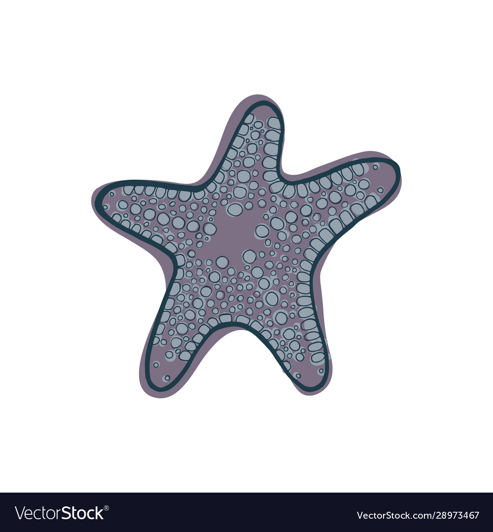 Gray starfish Royalty Free Vector Image - VectorStock