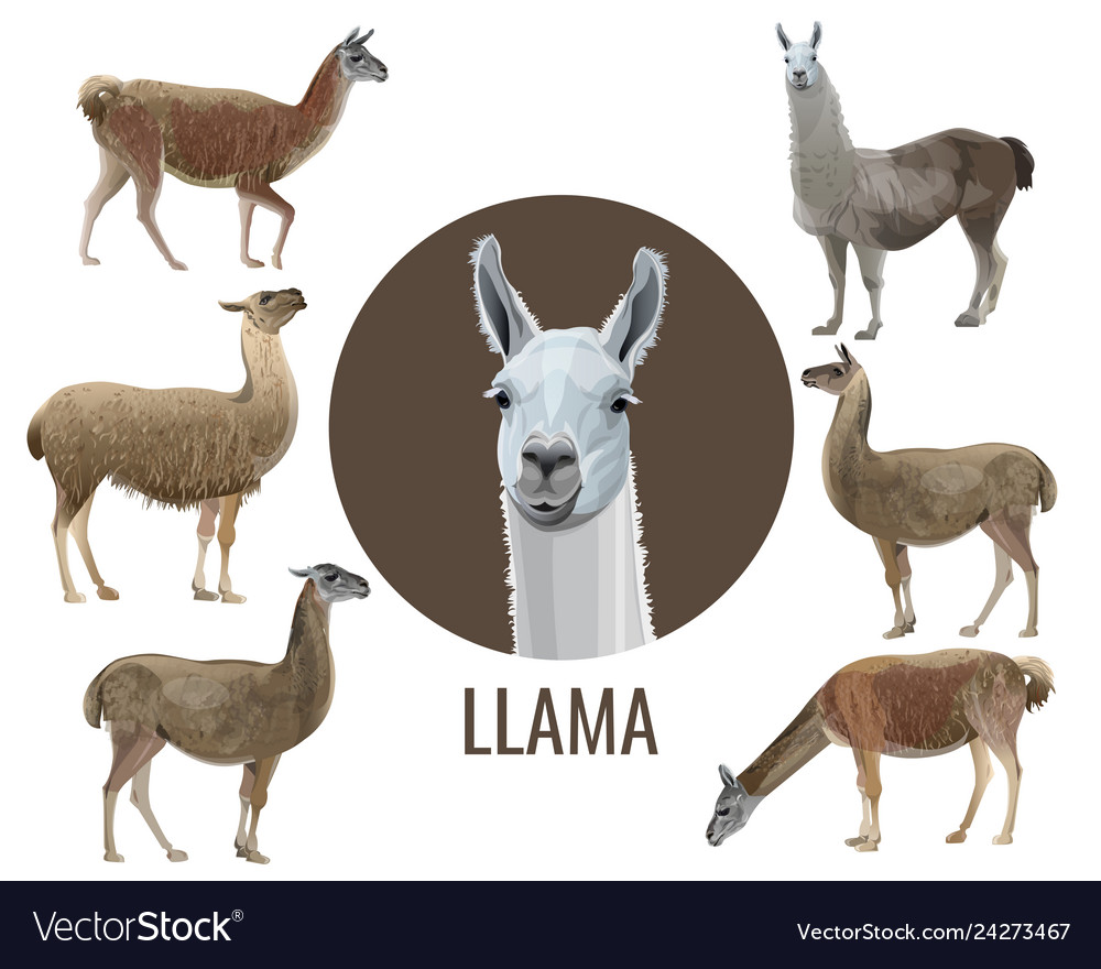 Set of llamas Royalty Free Vector Image - VectorStock