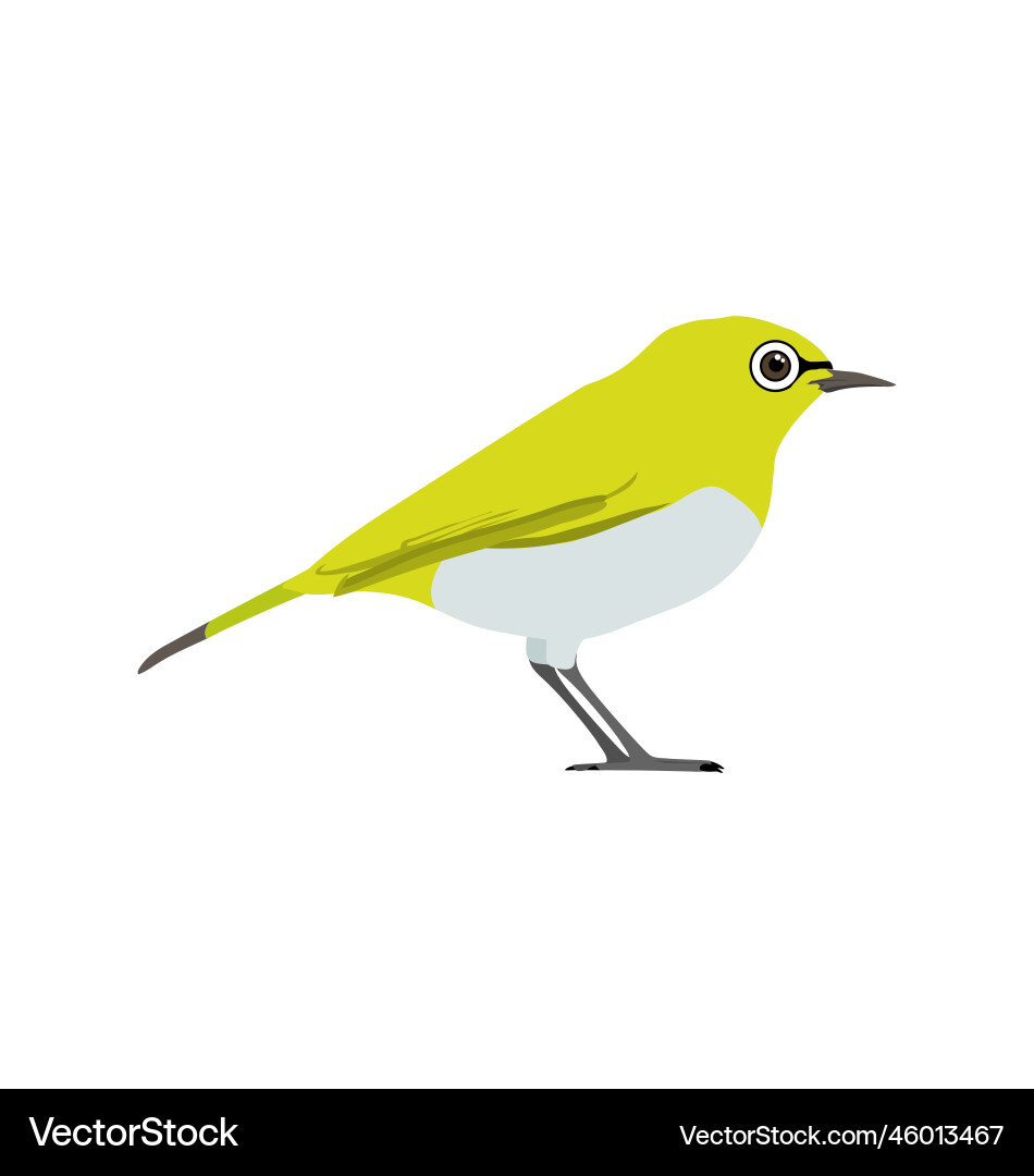 Zosterops palpebrosus - indian white-eye - flat Vector Image