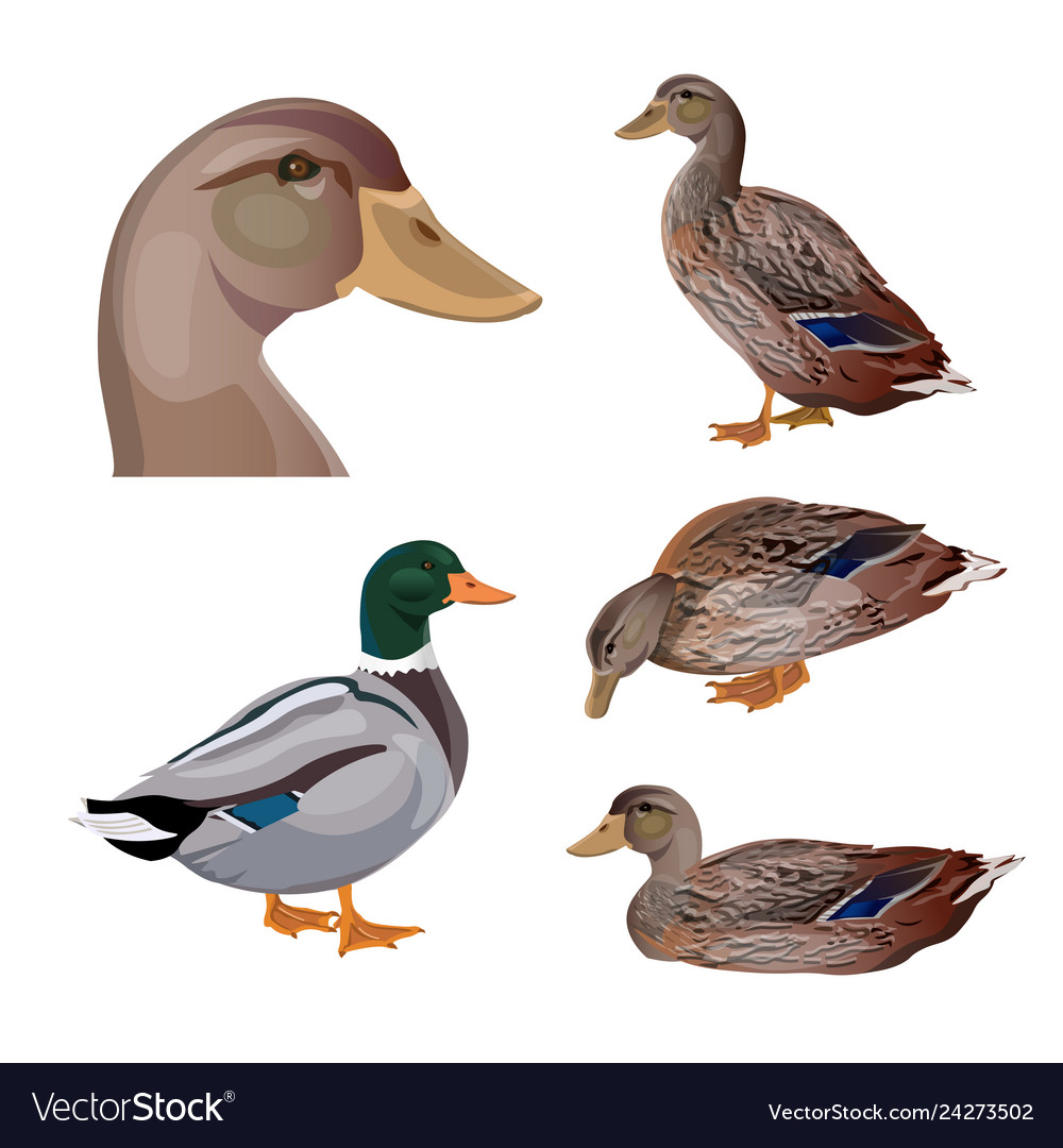 Set ducks Royalty Free Vector Image - VectorStock