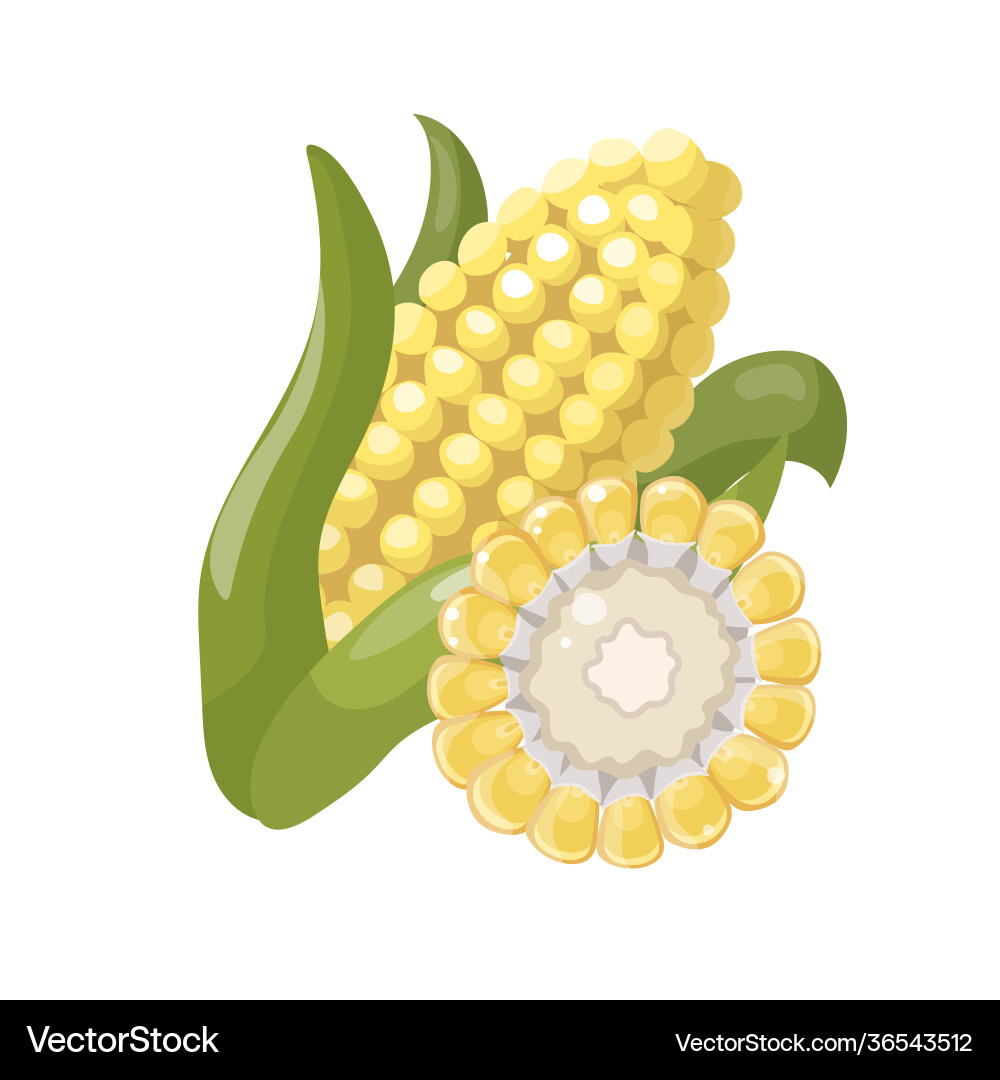 Cartoon corn isolated on white background whole Vector Image