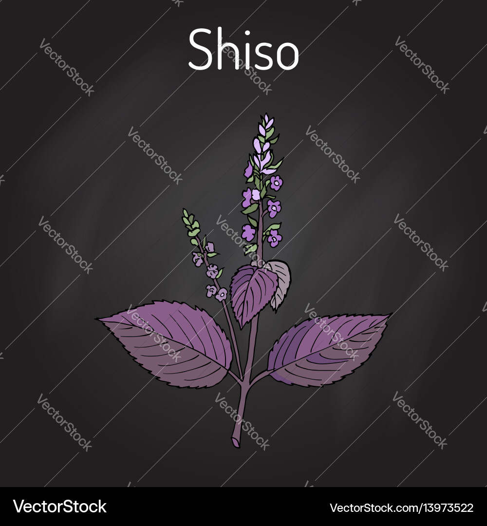 Shiso perilla frutescens spice and medicinal Vector Image