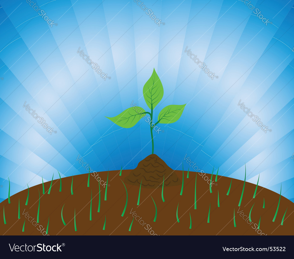 Sprouts Royalty Free Vector Image - VectorStock