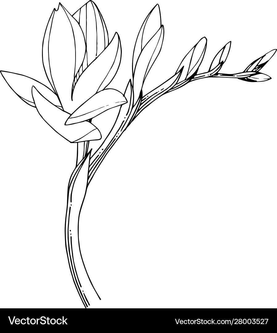 Freesia floral botanical flower black Royalty Free Vector