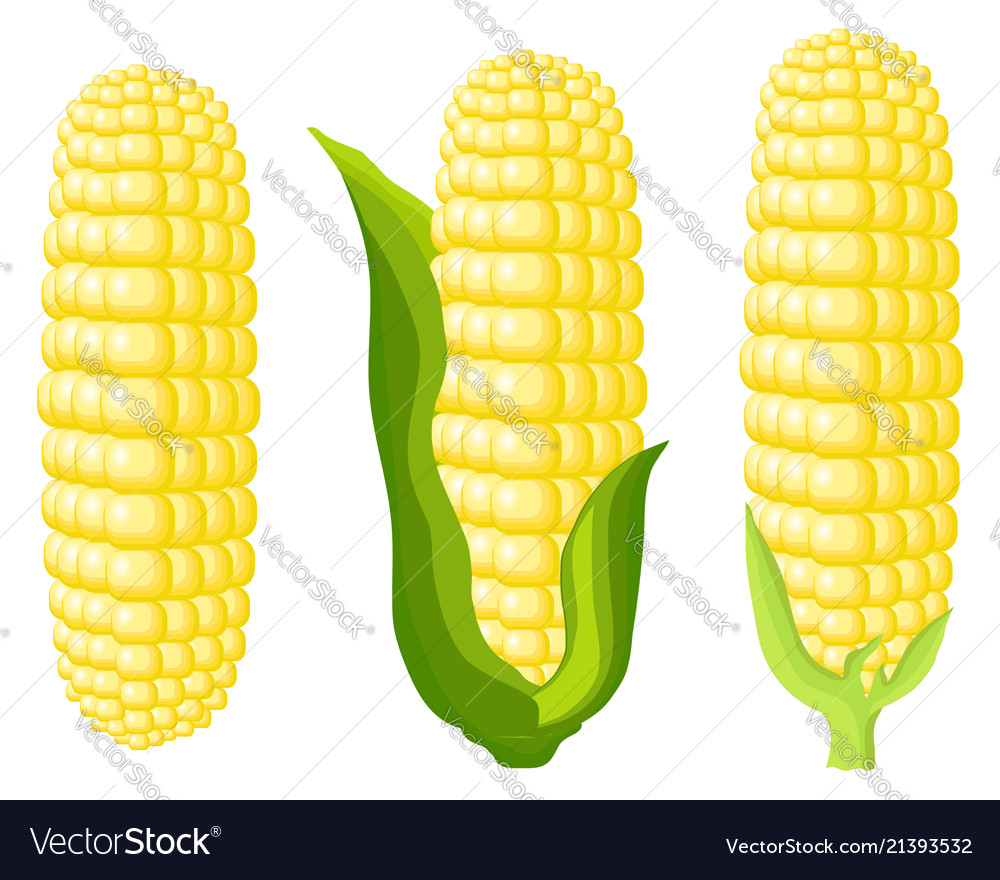 Corn cobs on white background set Royalty Free Vector Image