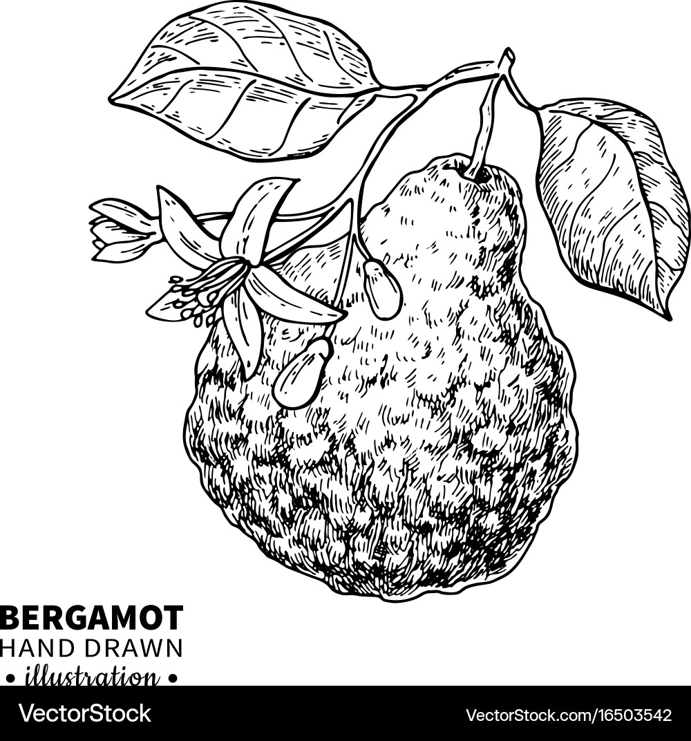 Bergamot drawing isolated vintage Royalty Free Vector Image