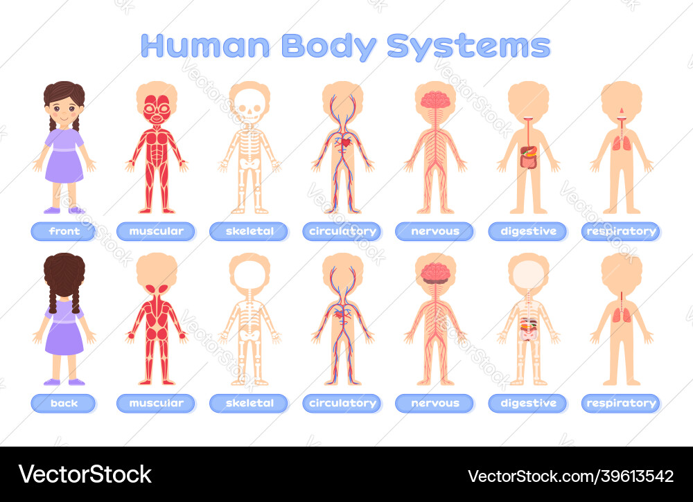 Cartoon poster with a human body system Royalty Free Vector