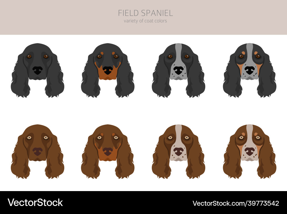 Field spaniel clipart different poses coat colors Vector Image