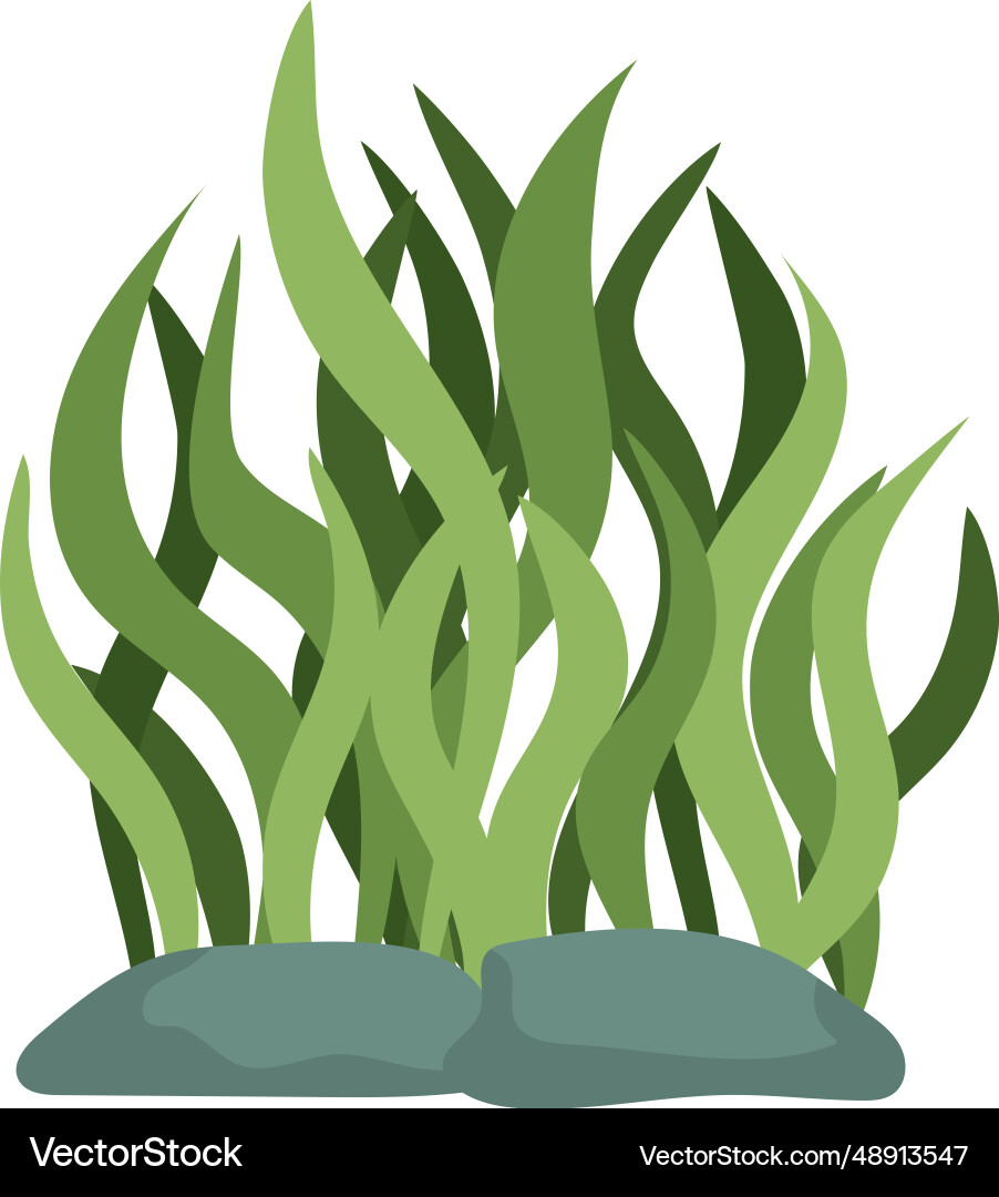Sea life seaweed Royalty Free Vector Image - VectorStock