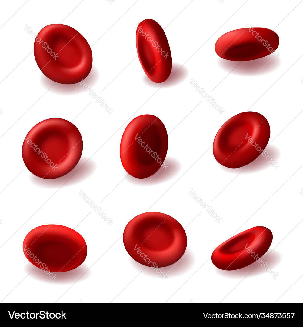 Red blood cells 3d hemoglobin hematology Vector Image