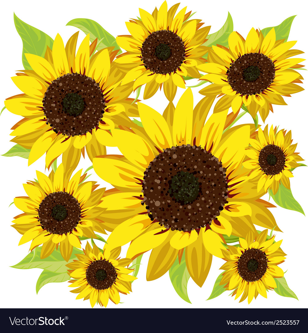 Sunflower pattern Royalty Free Vector Image - VectorStock
