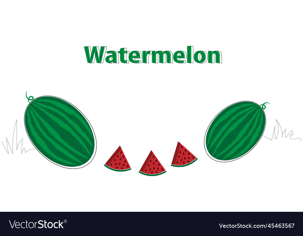 Watermelon Royalty Free Vector Image - VectorStock