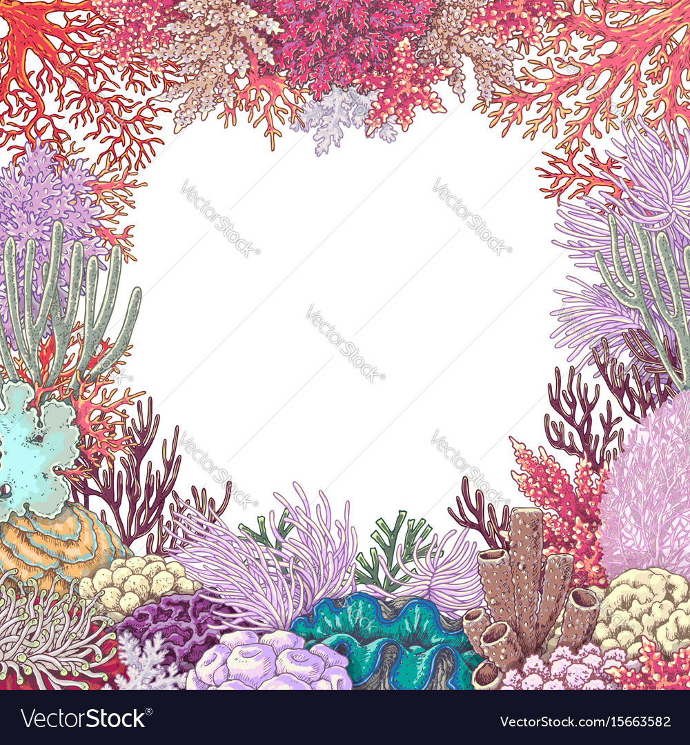 Corals square frame Royalty Free Vector Image - VectorStock