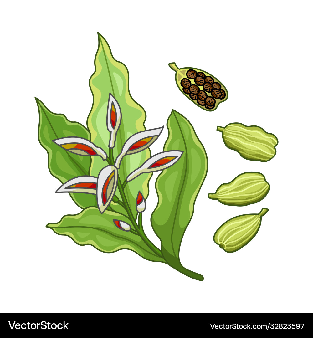 Cardamom spice realistic colored botanical Vector Image