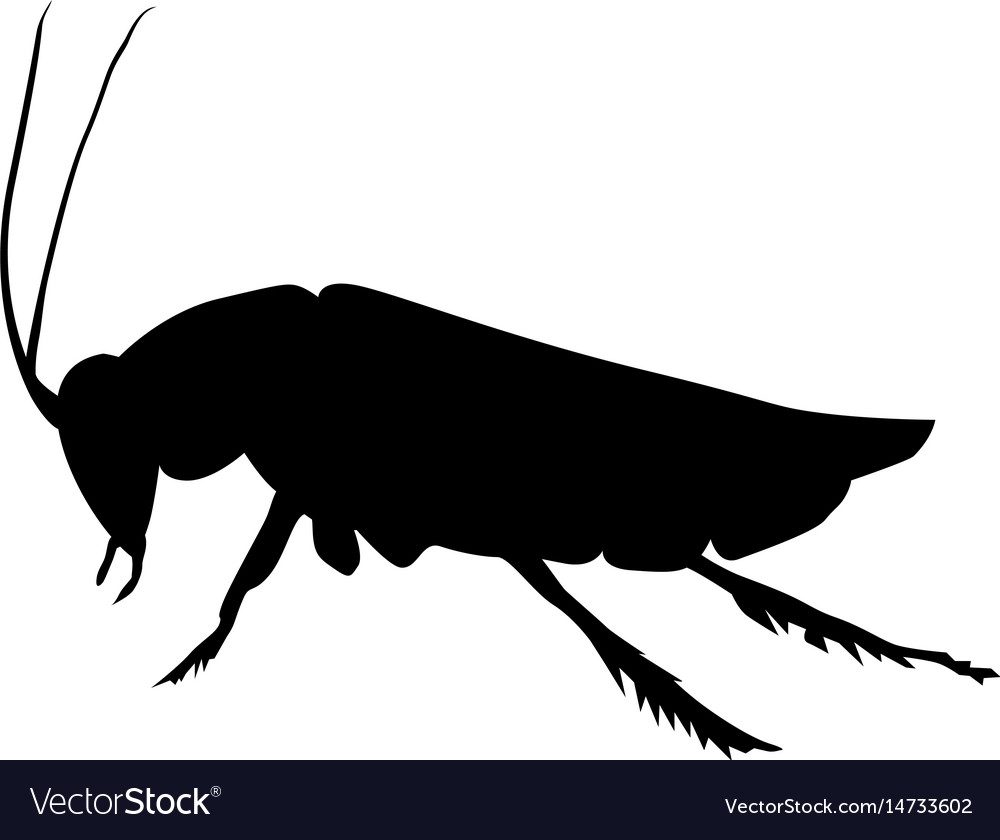Cockroach Royalty Free Vector Image - VectorStock