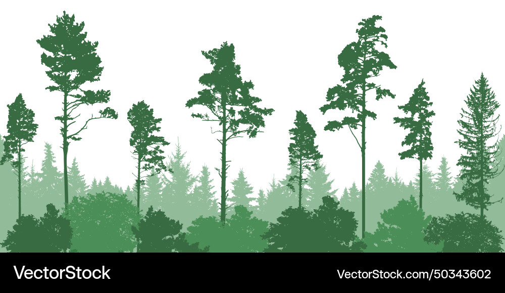 Coniferous forest silhouette of pine trees Vector Image