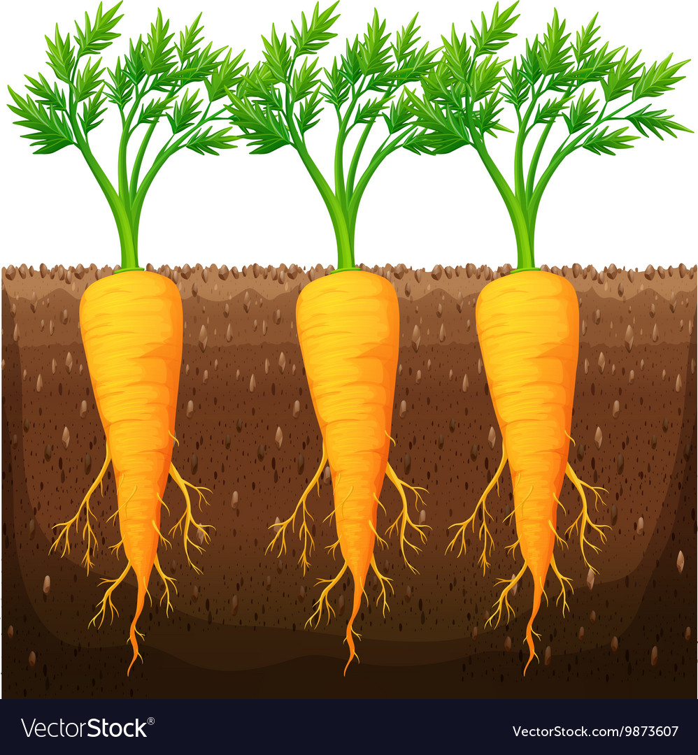 Fresh Carrot Growing In Field Royalty Free Vector Image