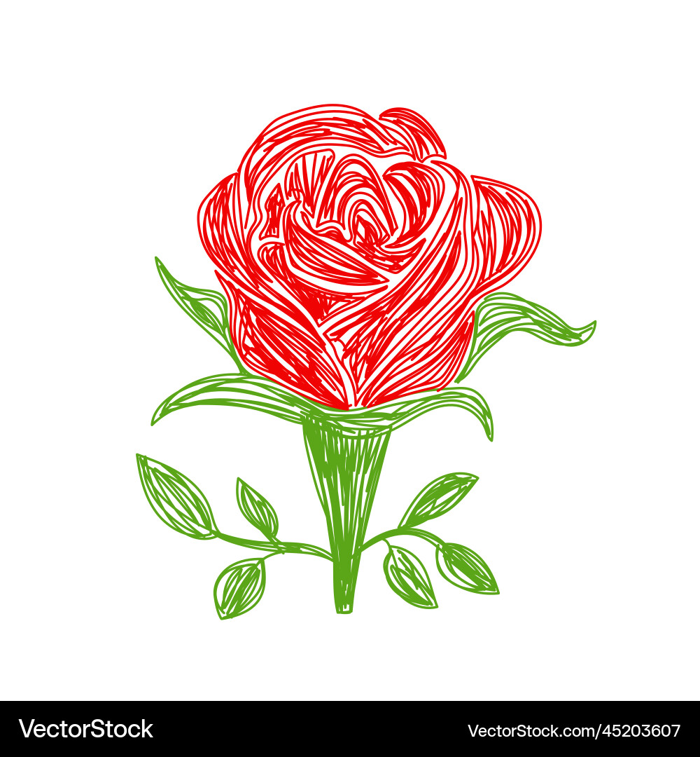 Red rose flower hand drawn floral Royalty Free Vector Image