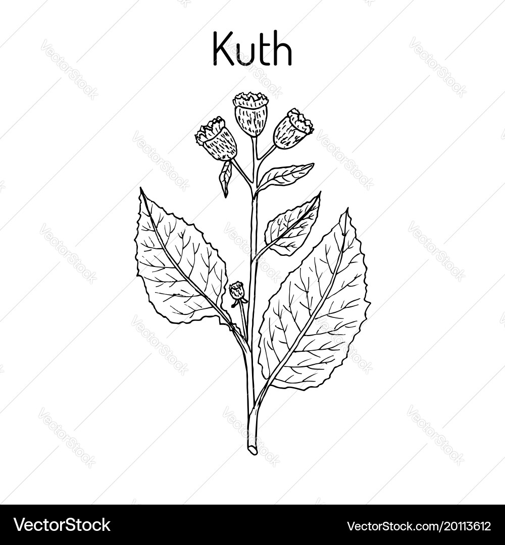 Saussurea costus or kuth medicinal plant Vector Image