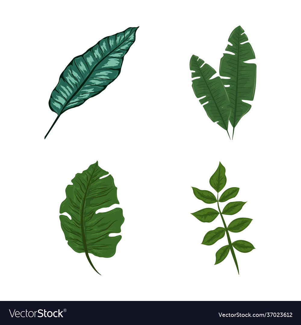 Tropical jungle leaves Royalty Free Vector Image