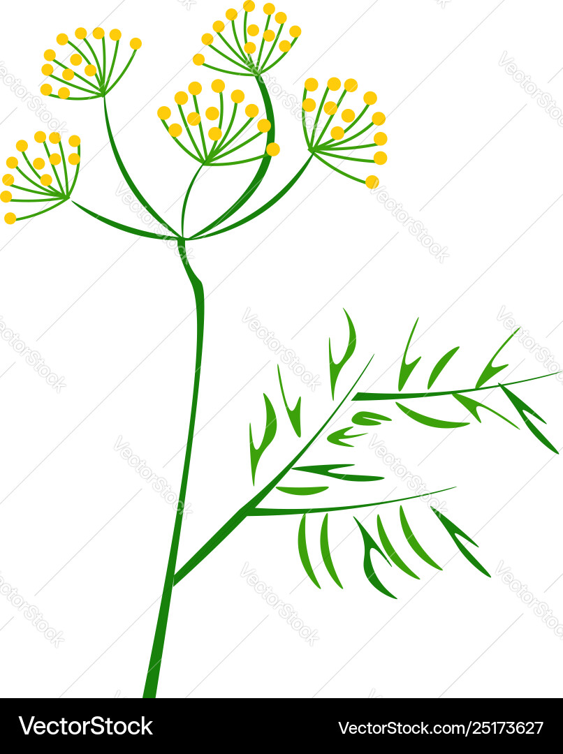 Portrait dill plant or color Royalty Free Vector Image