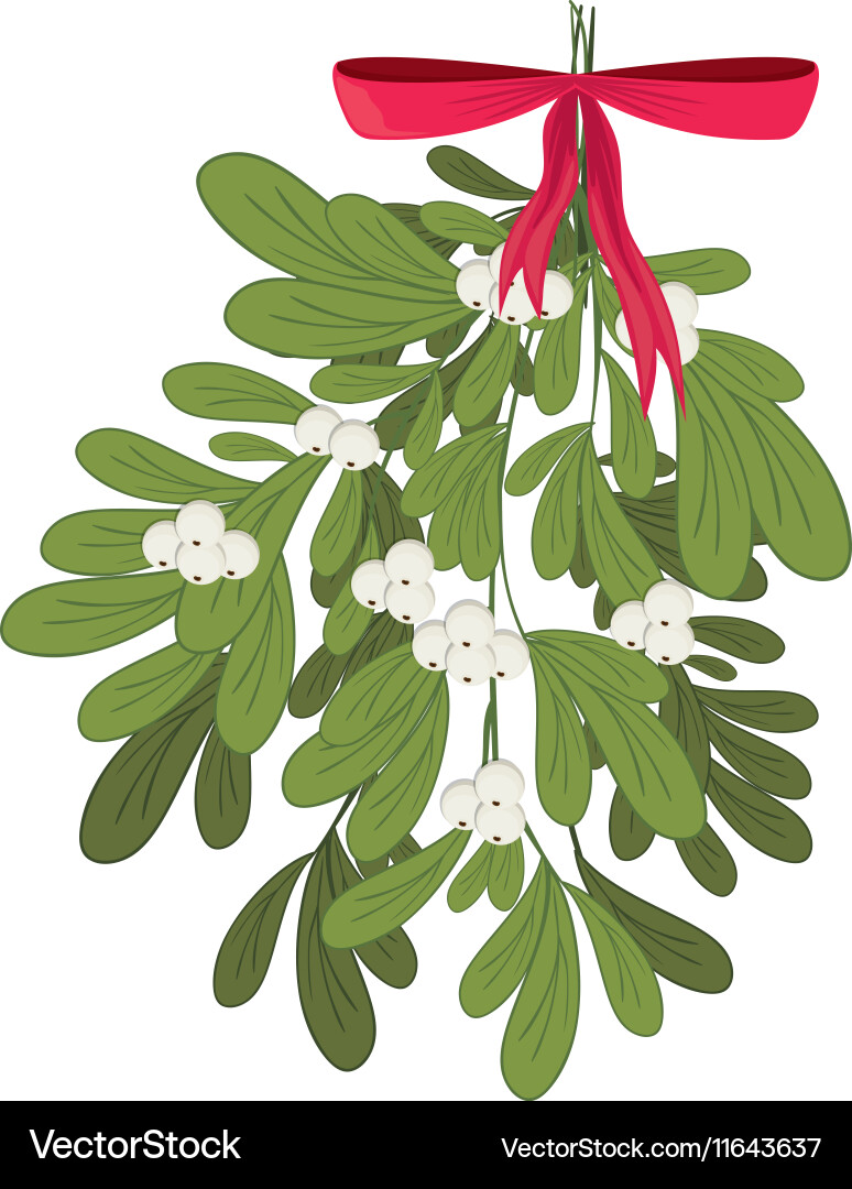 Christmas mistletoe with red ribbon Royalty Free Vector