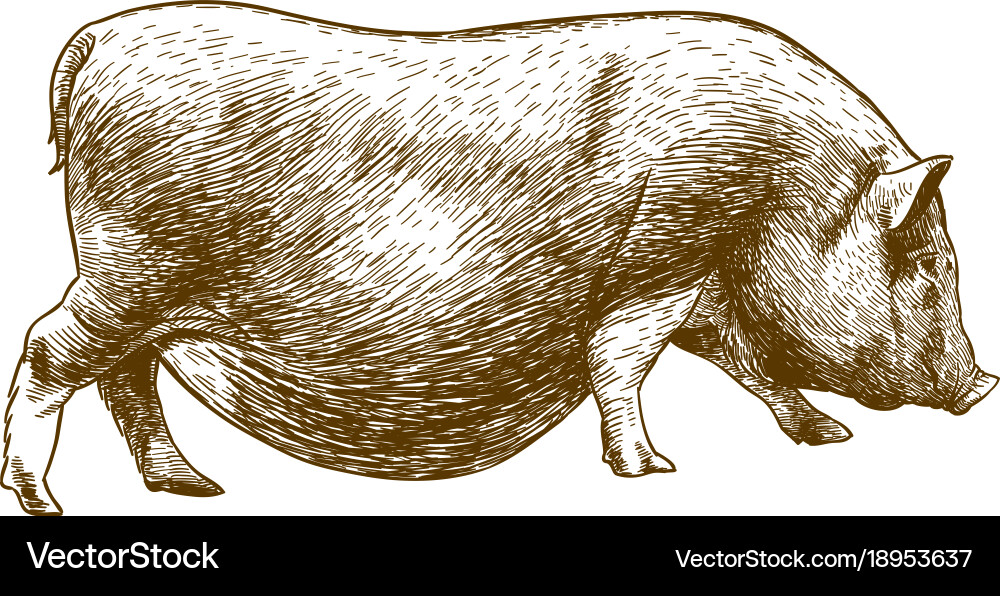 Engraving antique of hog Royalty Free Vector Image