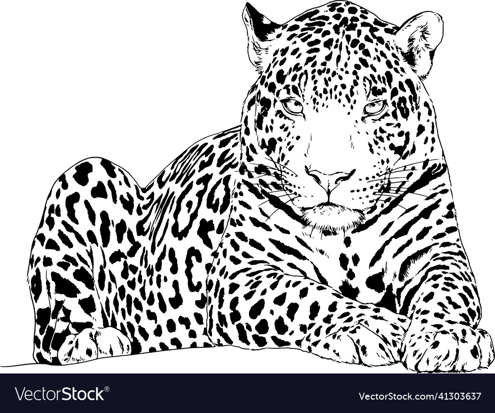 Large leopard preparing to attack Royalty Free Vector Image