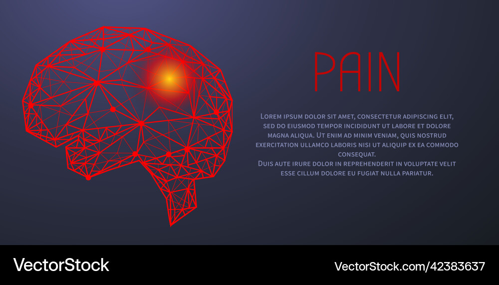 Organ of human central nervous system modern Vector Image