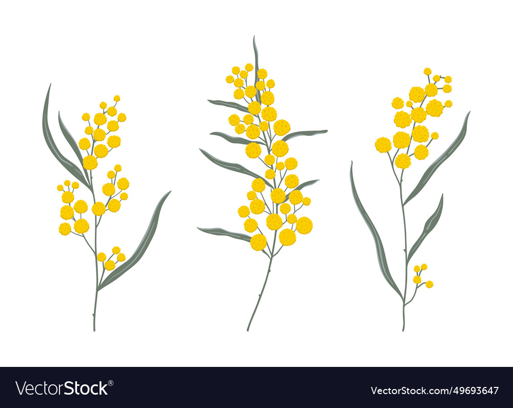 Simple hand drawn golden wattle branches set Vector Image
