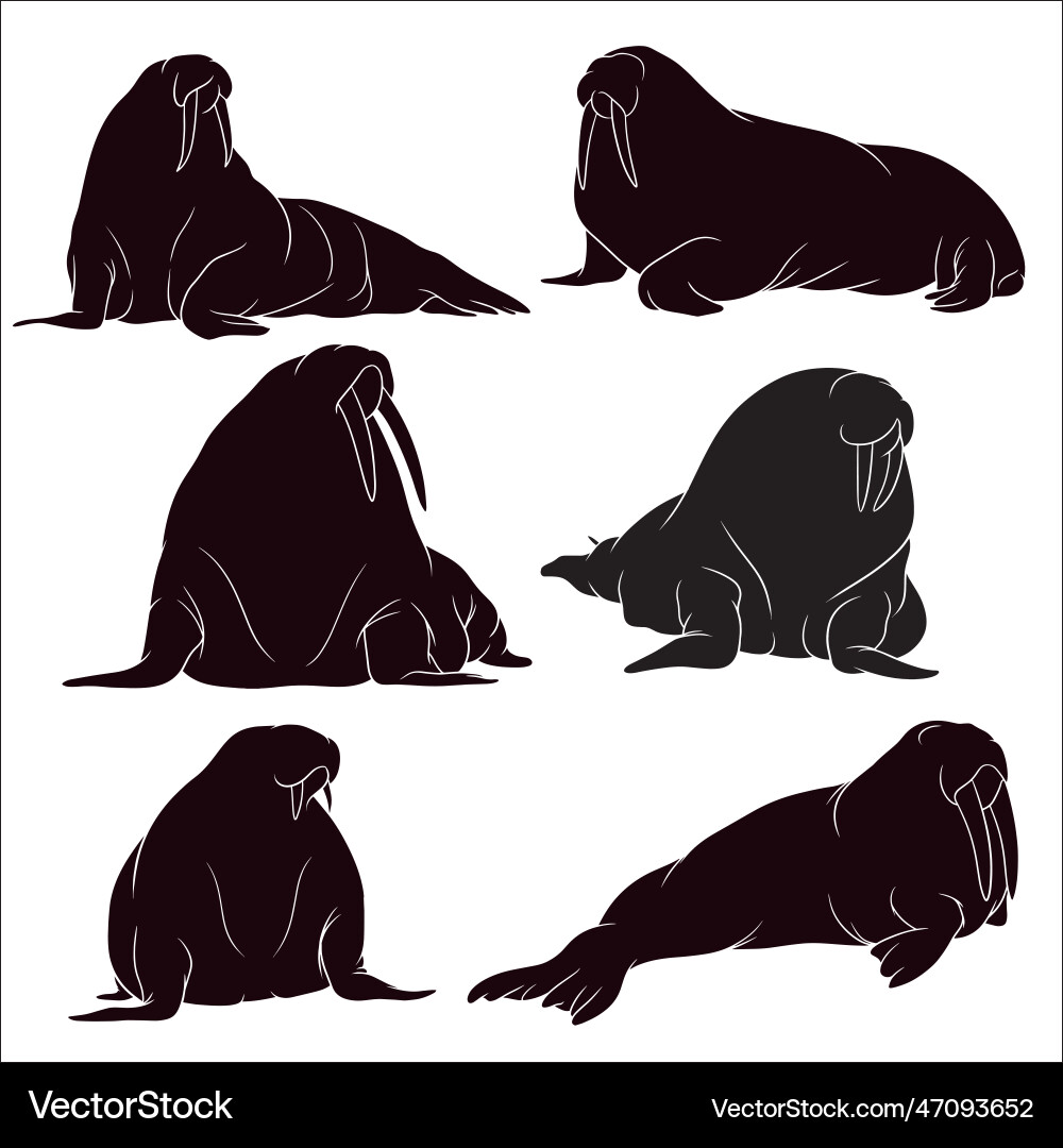 Hand drawn silhouette of walrus Royalty Free Vector Image