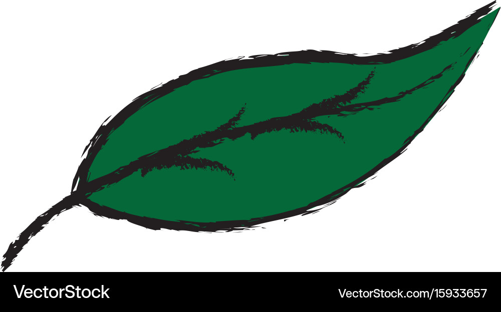 Leave nature botanical foliage plant Royalty Free Vector